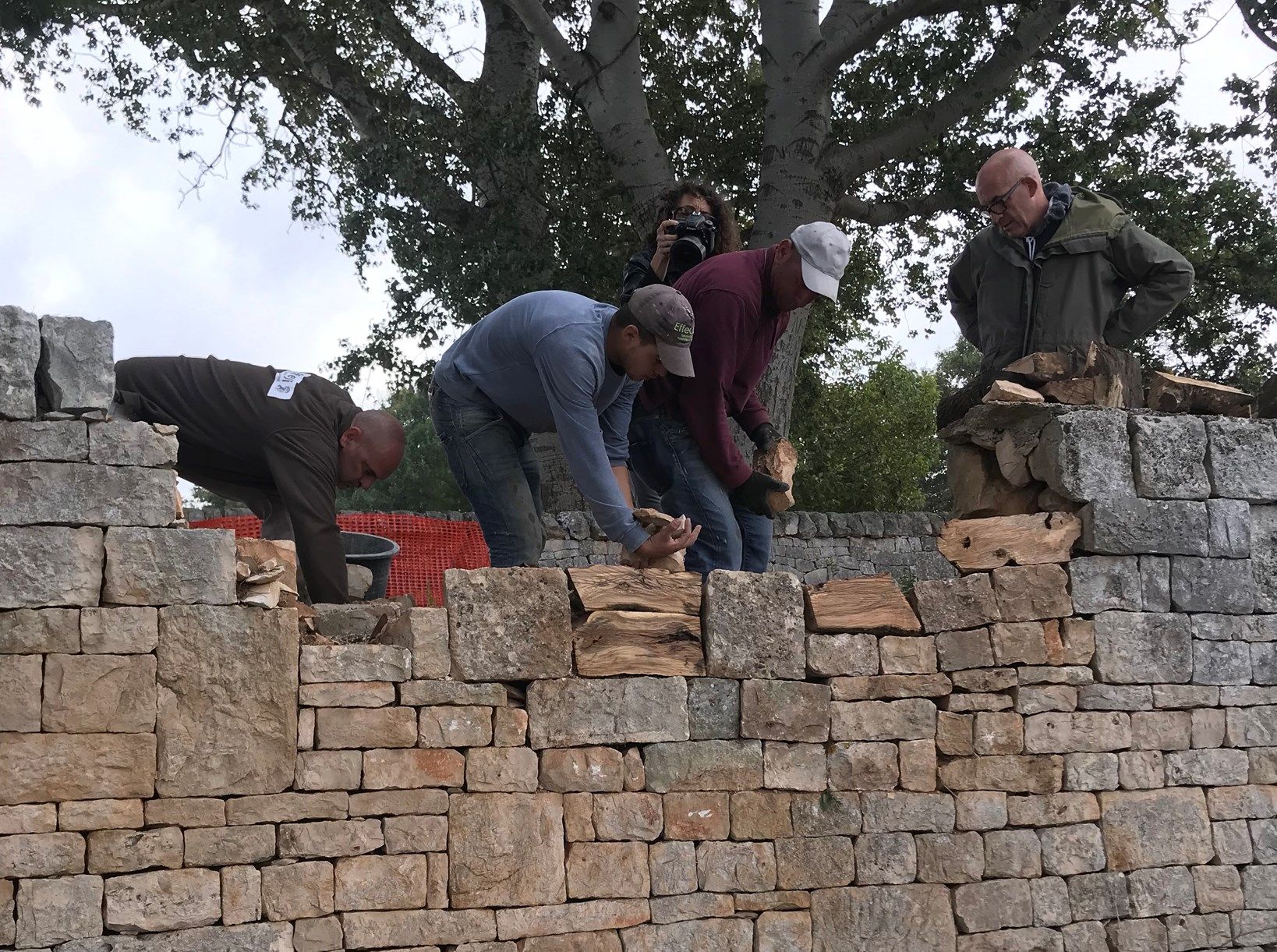 Puglia. Il muretto a secco è ricostruito con il legno degli ulivi ...