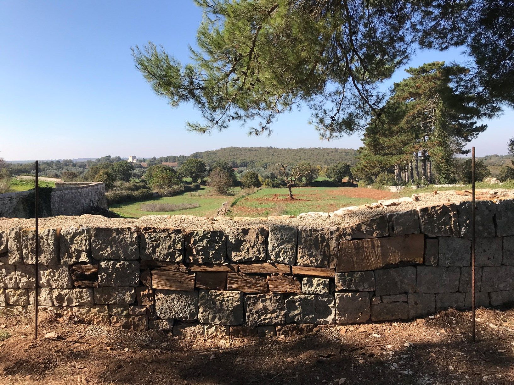 Puglia. Il muretto a secco è ricostruito con il legno degli ulivi ...