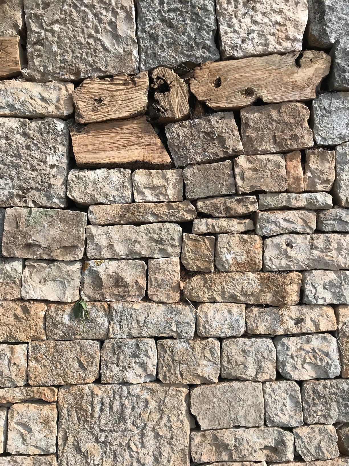 Puglia. Il muretto a secco è ricostruito con il legno degli ulivi ...