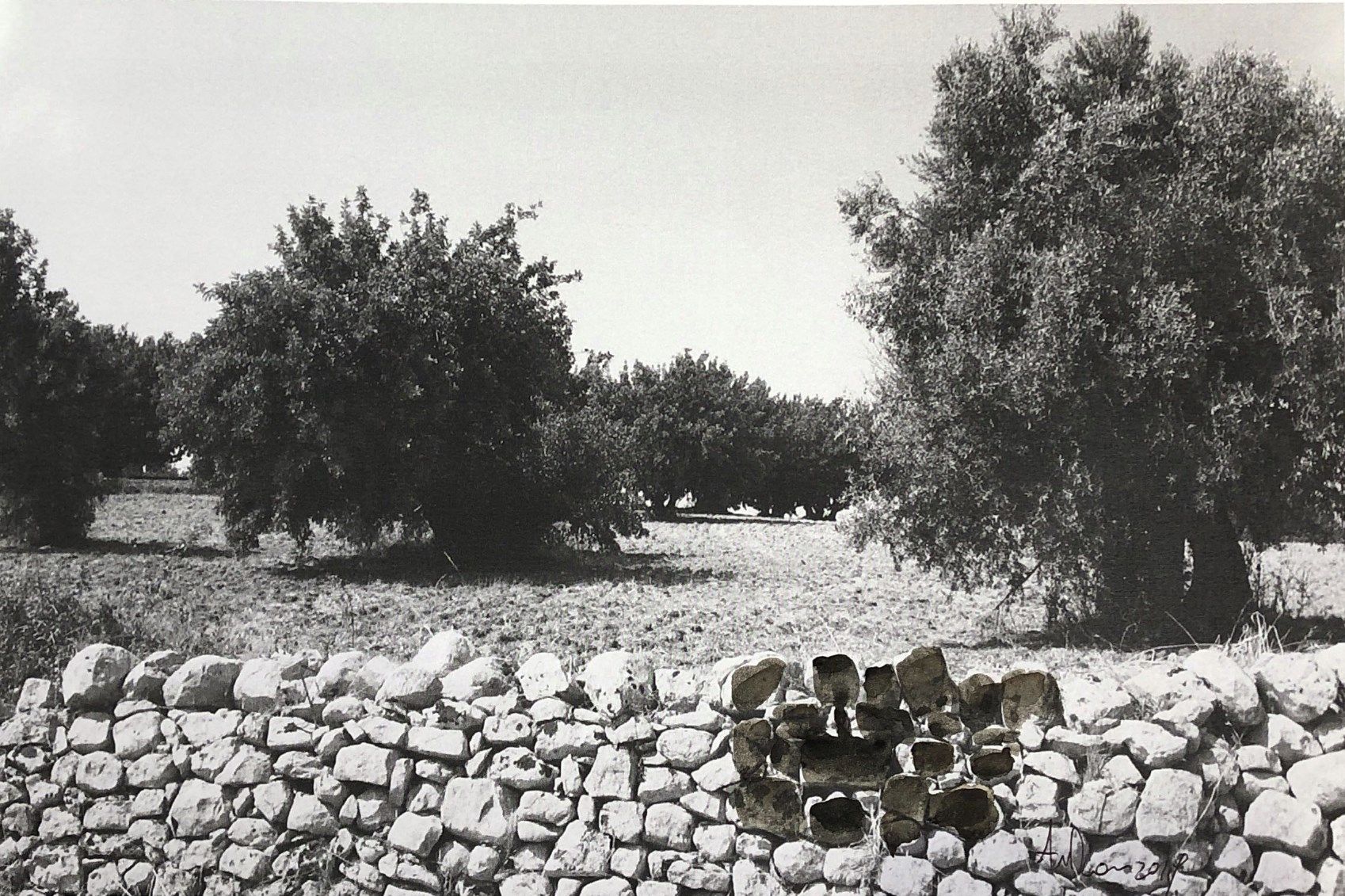 Puglia. Il muretto a secco è ricostruito con il legno degli ulivi ...