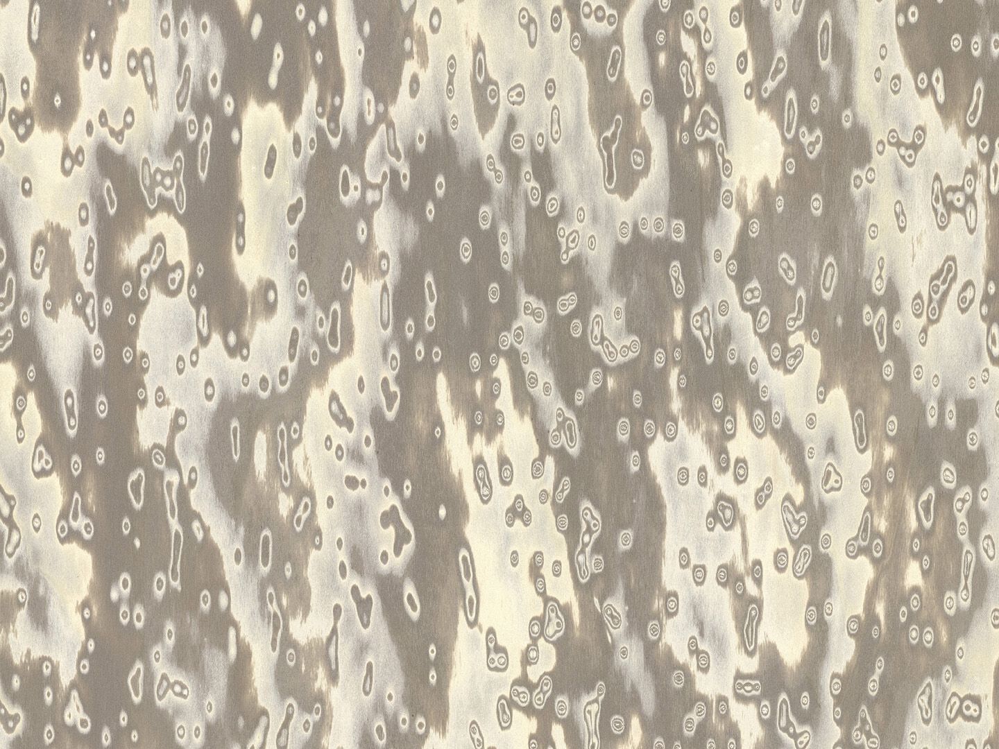 ALPI: Engineered wood wall tiles | Archiproducts