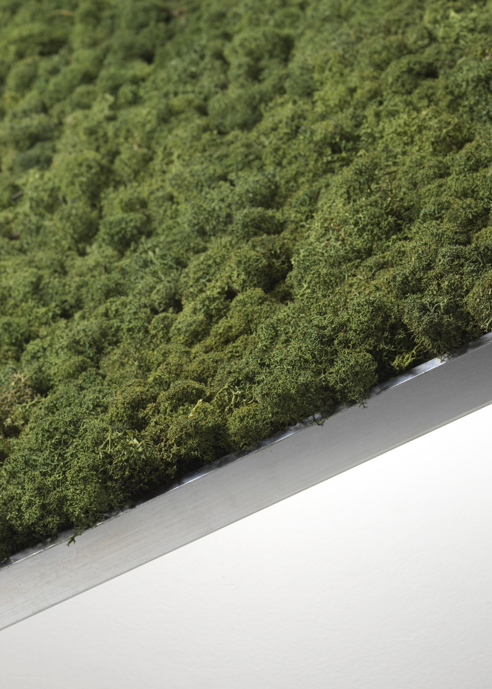 CEILING Acoustic Moss ceiling panels By Nordgröna