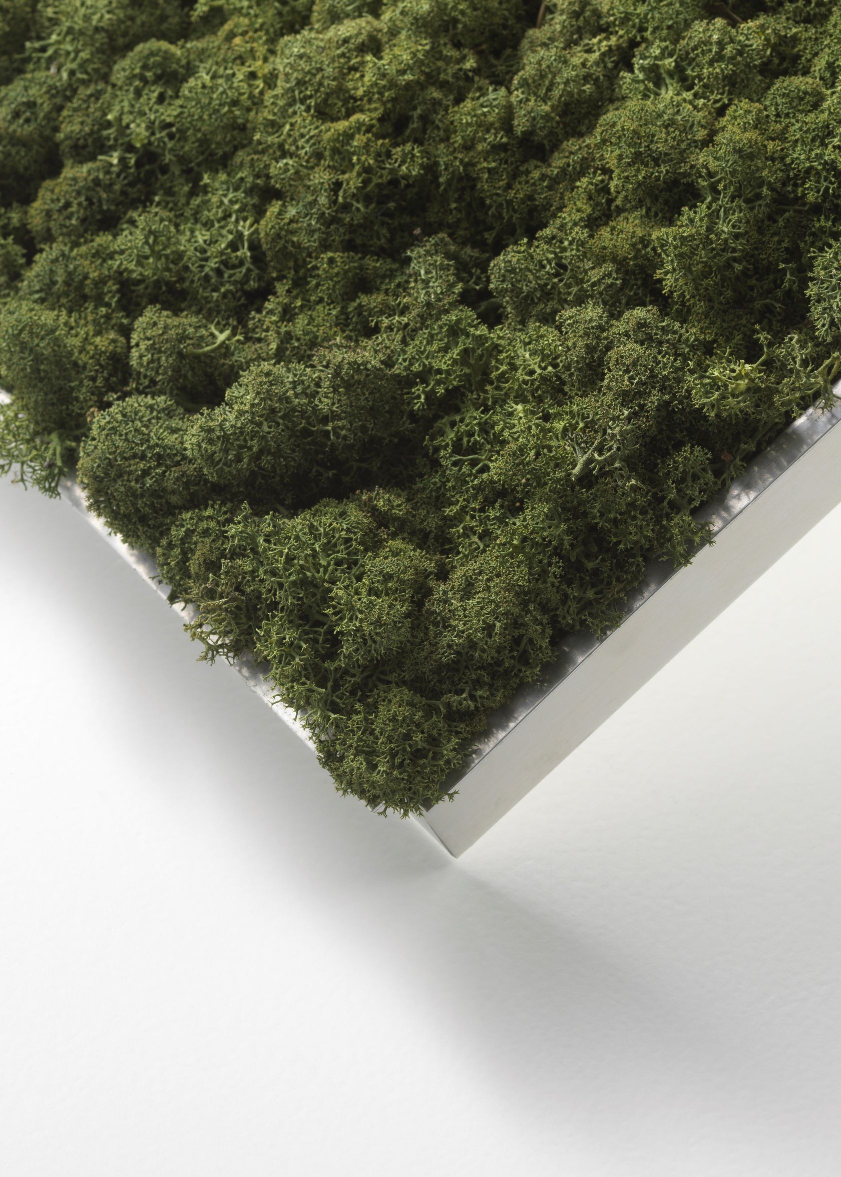 CEILING Acoustic Moss ceiling panels By Nordgröna