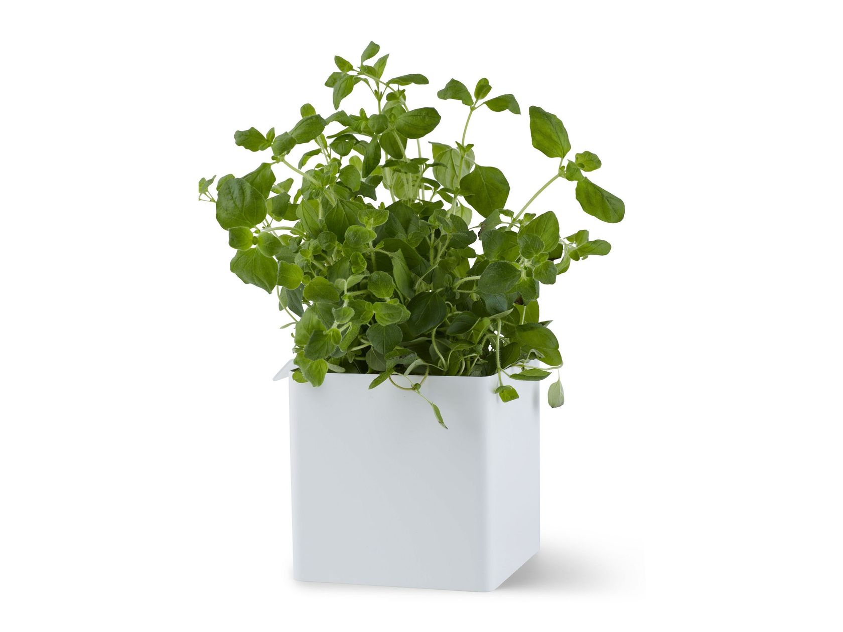 FLEX SMALL BOX WHITE Storage box By Gejst