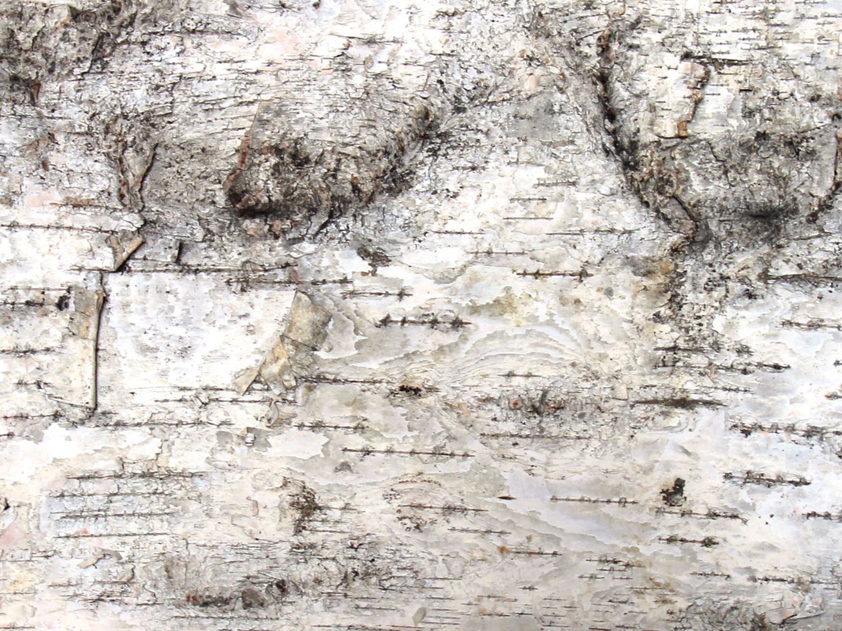BIRCH BARK WALL PANELS Birch tree bark wall tiles By Freund GmbH
