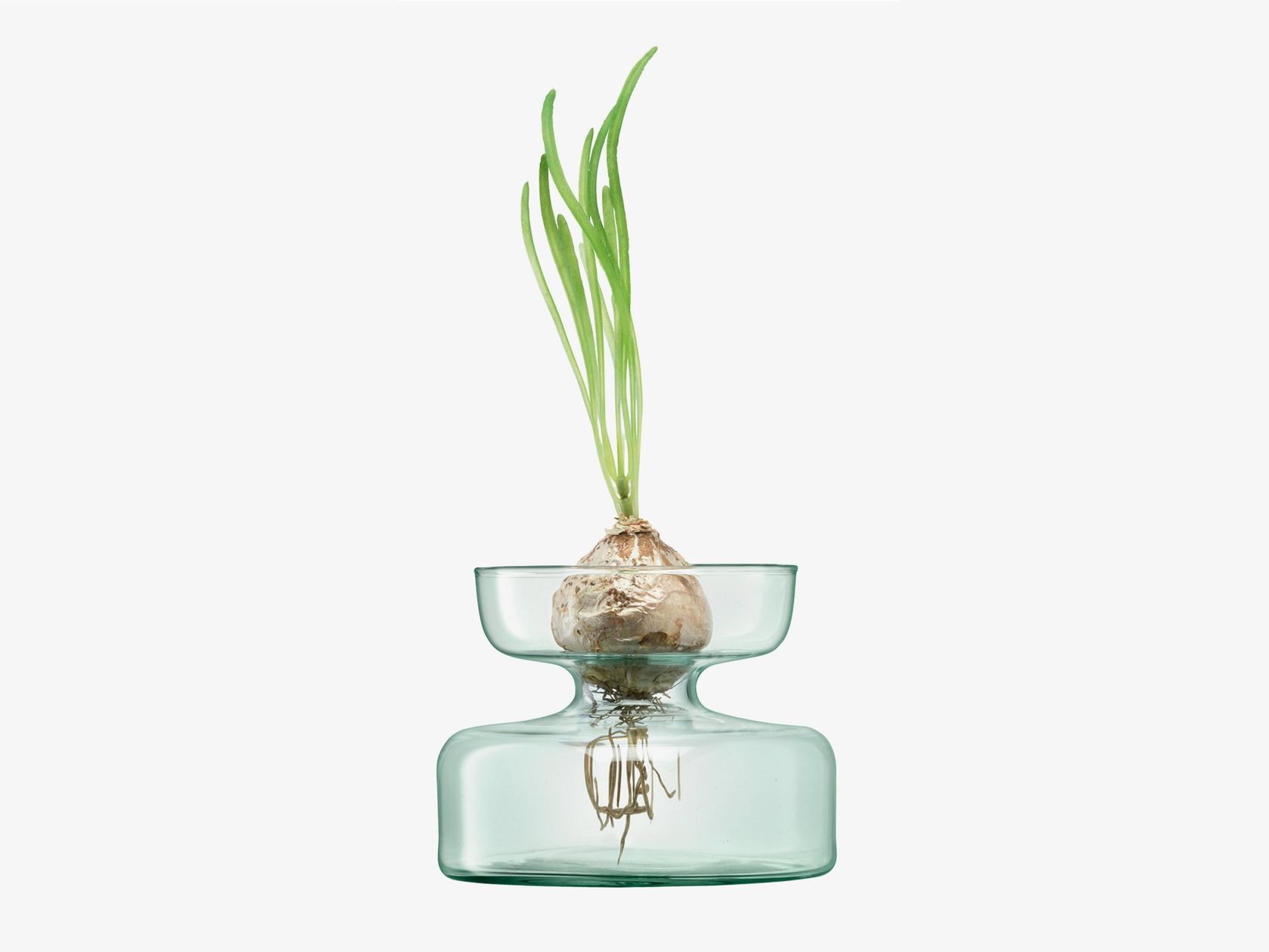 CANOPY VASE/BULB PLANTER Vase By LSA