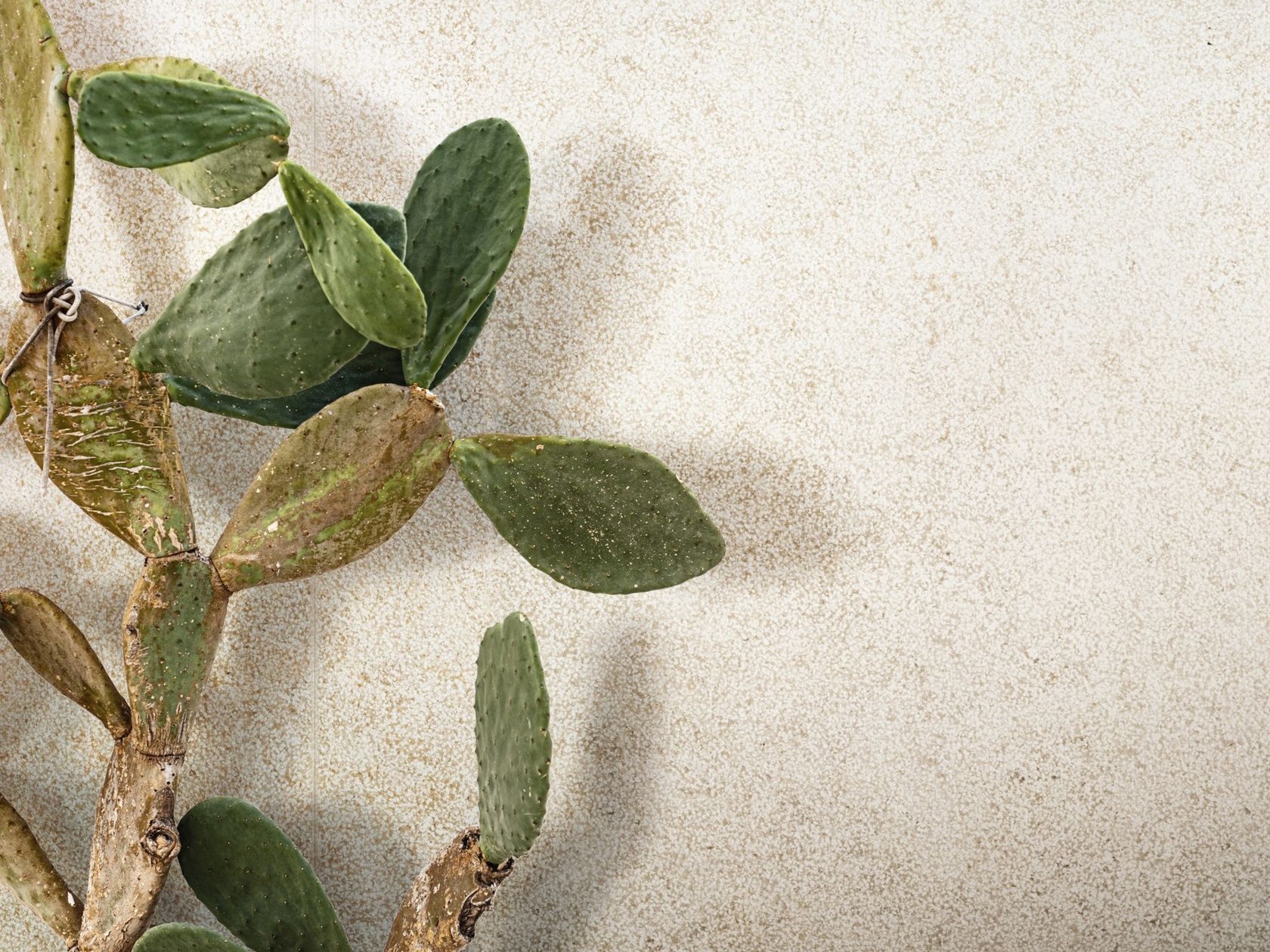 Porcelain stoneware wall/floor tiles SENSI OF CASA DOLCE CASA By Casa ...