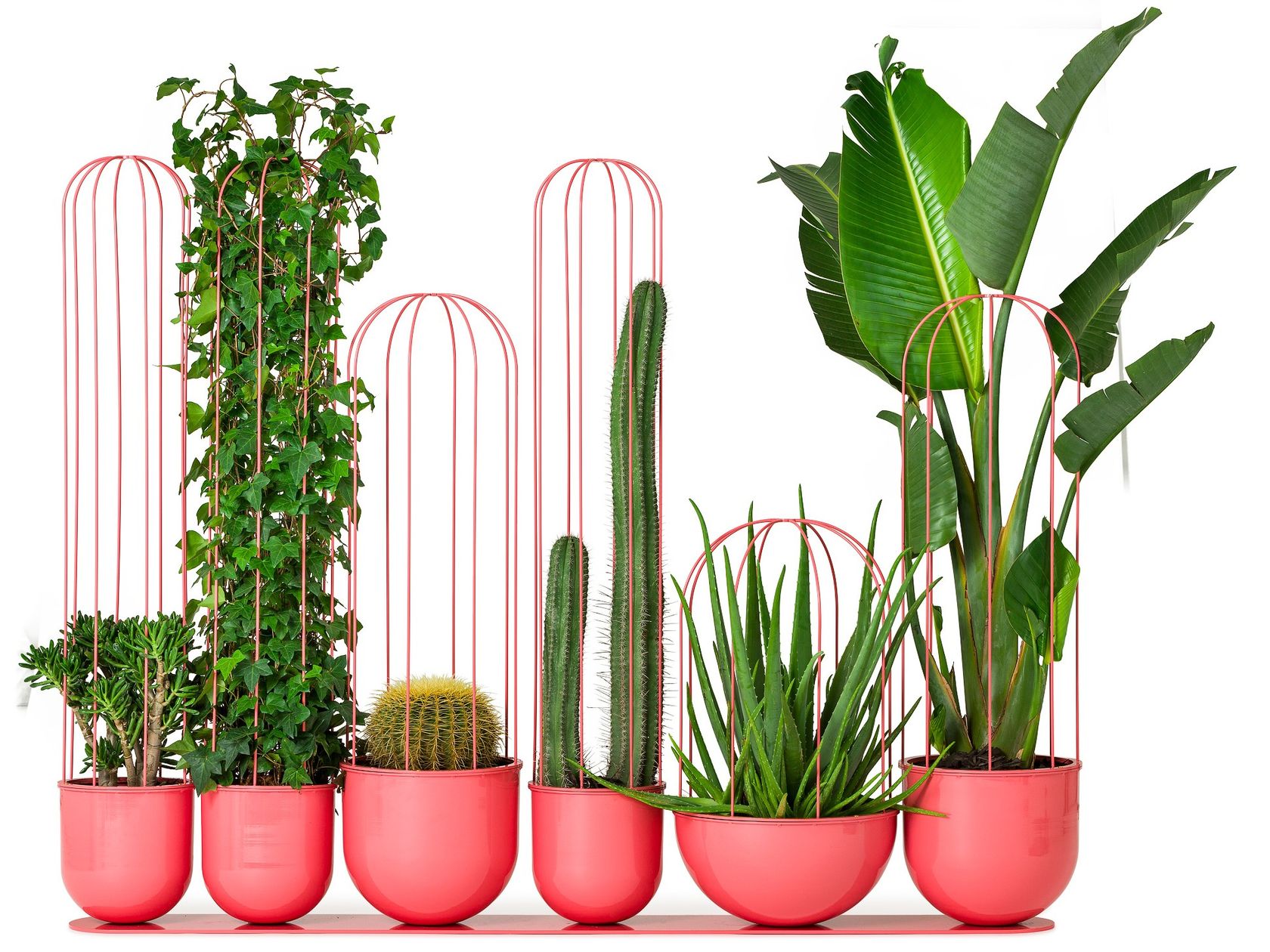 CACTI | Plant pot By Nola Industrier design Anki Gneib