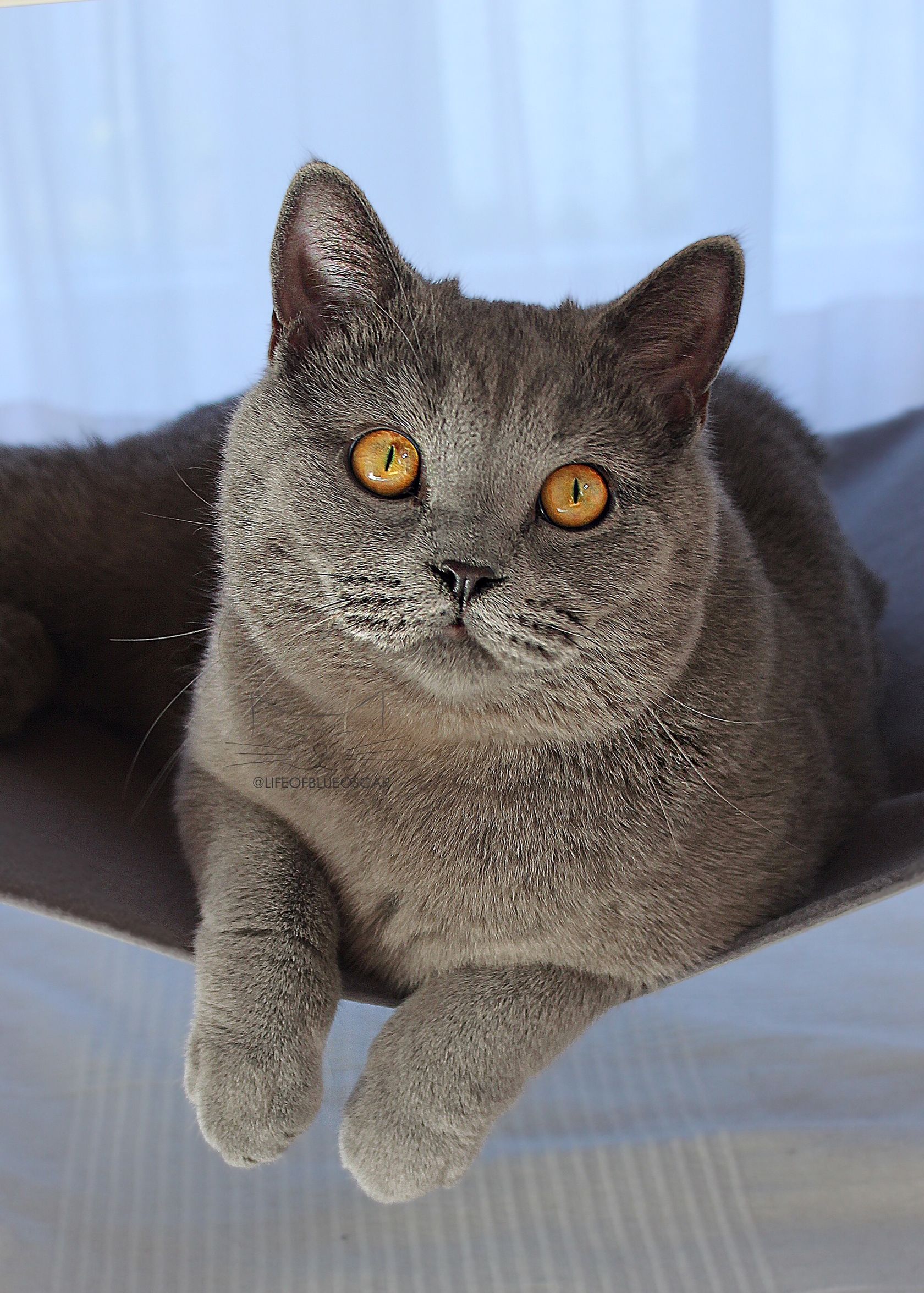 CHAIR HANGING MATS | Synthetic fibre cats hammock By Saveplace®