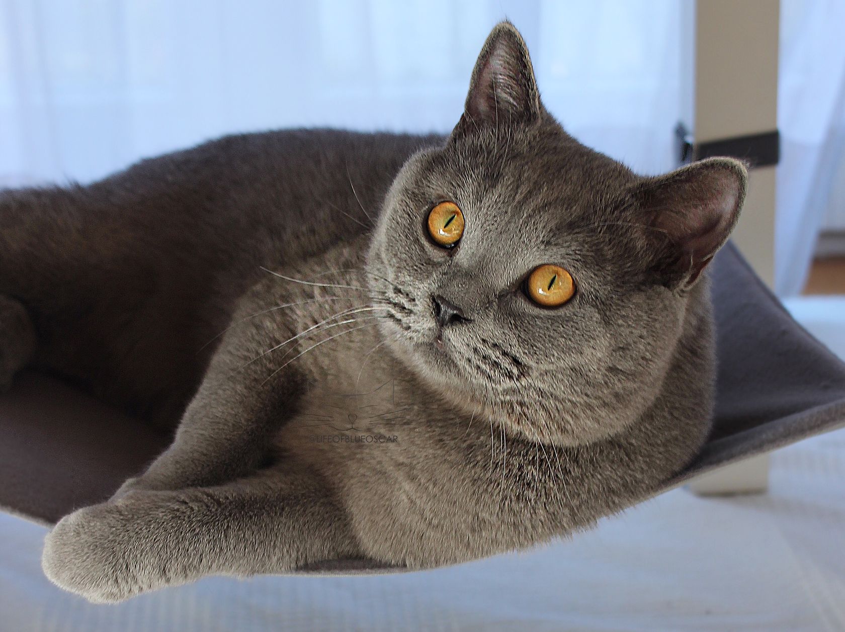 CHAIR HANGING MATS | Synthetic fibre cats hammock By Saveplace®