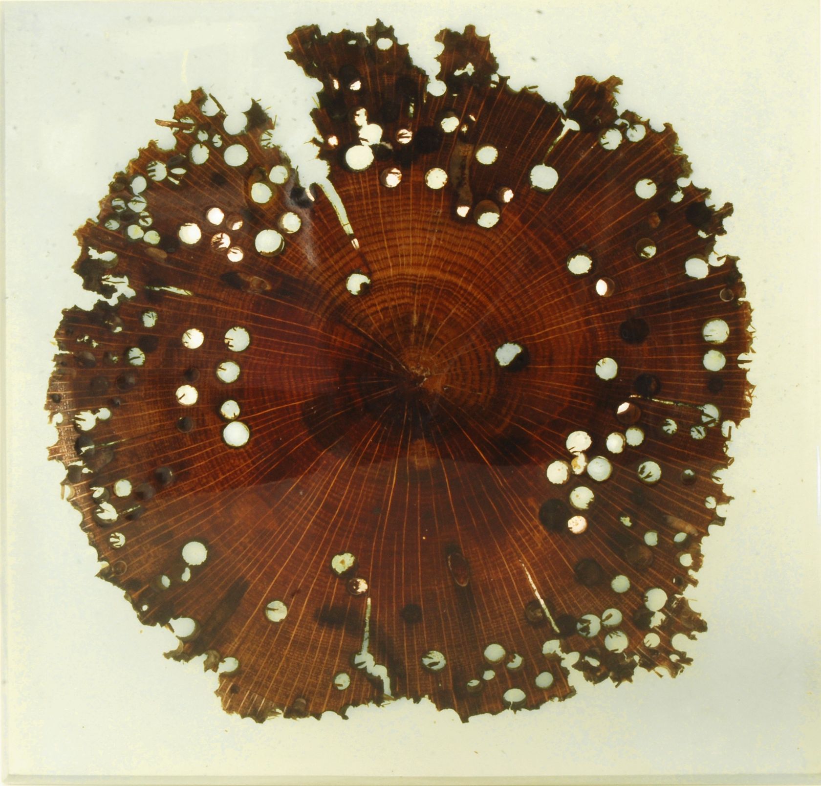 BRICCOLE Briccola wood Decorative panel By ANTICO TRENTINO