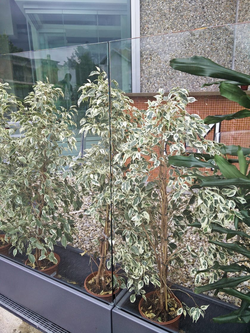 BELLAVISTA FLOWER | Garden partition By GM MORANDO