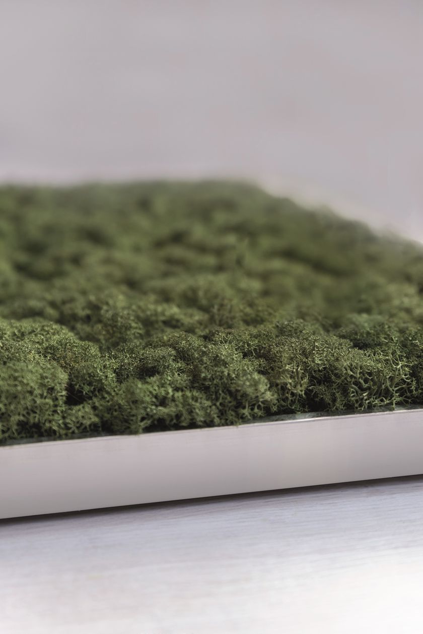 CEILING Acoustic Moss ceiling panels By Nordgröna