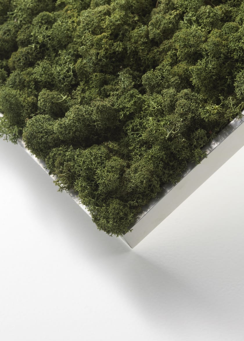 CEILING Acoustic Moss ceiling panels By Nordgröna