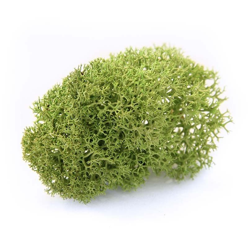 CEILING Acoustic Moss ceiling panels By Nordgröna
