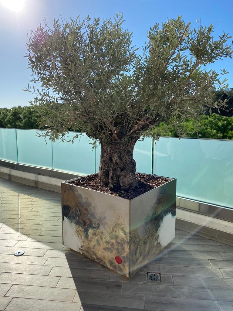 PLANTERS Planter By DOMIZIANI