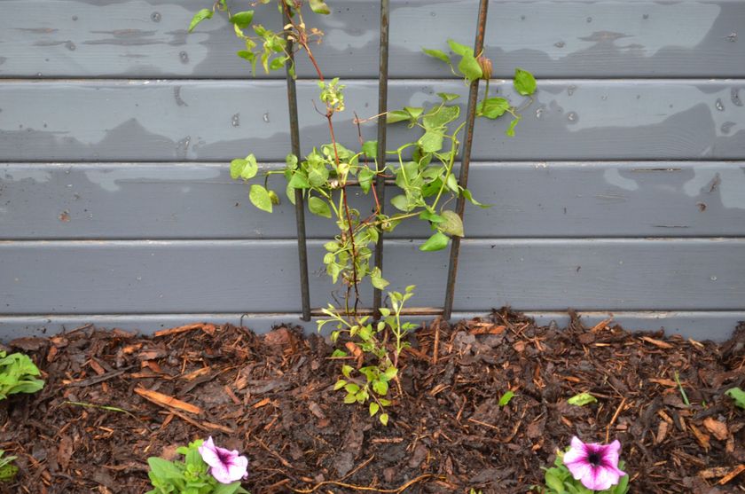 Bari Vertical Gardening Trellis By Eleo