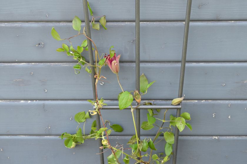 Bari Vertical Gardening Trellis By Eleo