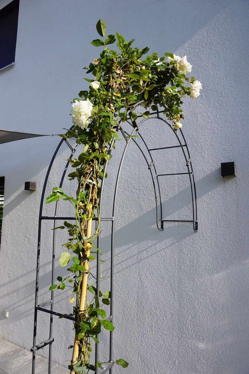CREMONA Wrought iron rose wall arch By ELEO