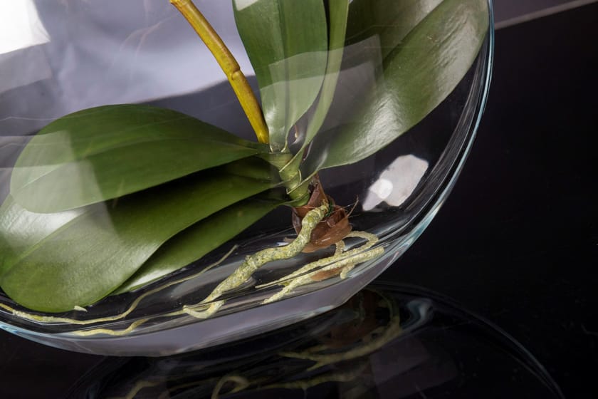 Florero / Planta artificiale ETERNITY OVAL Colección Eternity By VGnewtrend