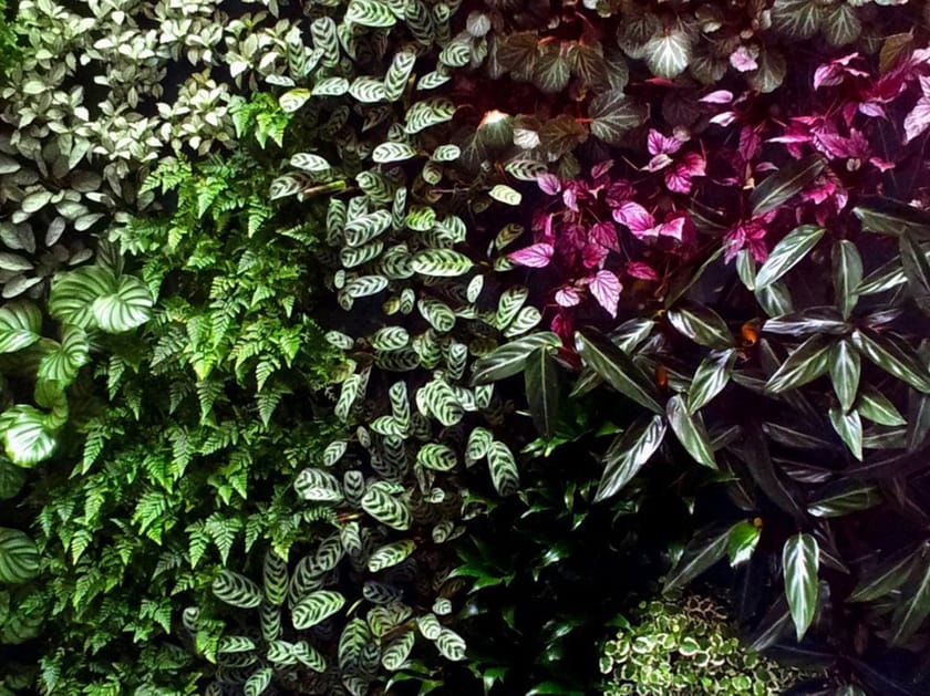 Parete vegetale in piante stabilizzate LIVE PANEL VERTICAL GARDEN By ...
