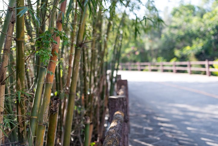 Barriera alle radici POLYFELT® BAMBOO STOP PRO - TenCate Geosynthetics ...