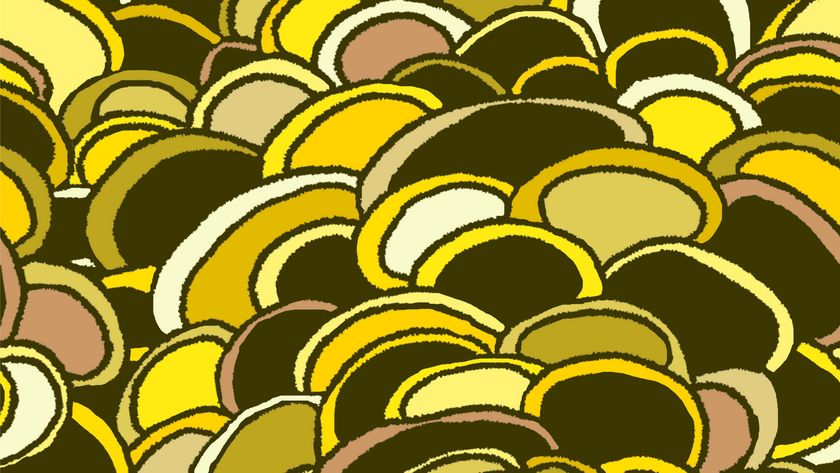SCALLOPS wallpaper By Baboon