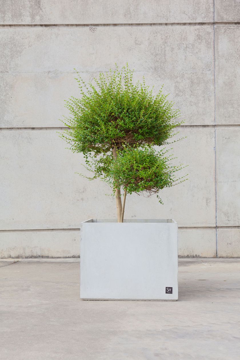 CUBIC Flower pot By SIT