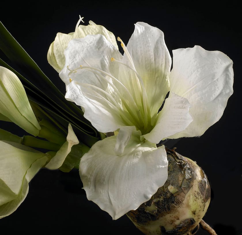 BULBO AMARYLLIS Pianta artificiale By VGnewtrend
