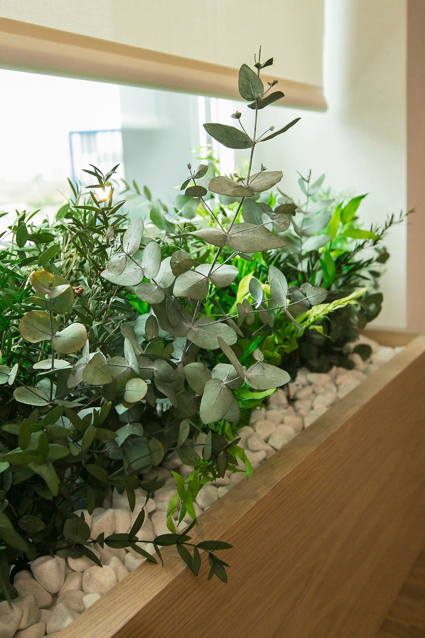 Piante stabilizzate CUSTOM PLANTERS By GREENAREA