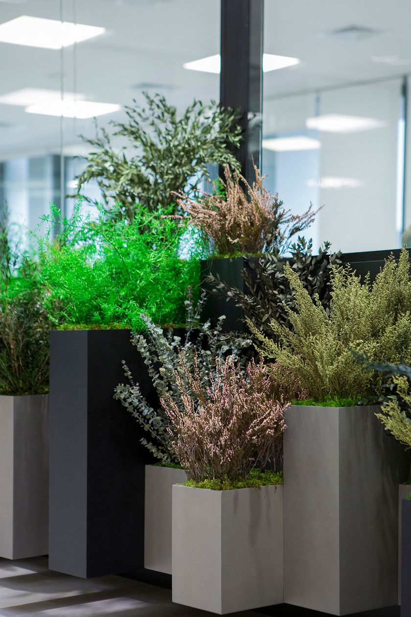 Piante stabilizzate CUSTOM PLANTERS By GREENAREA