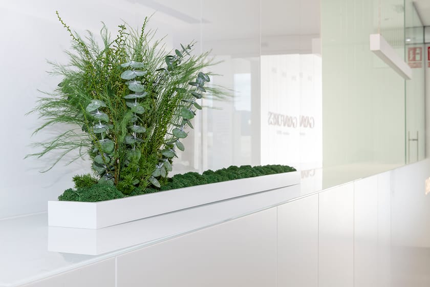 Piante stabilizzate CUSTOM PLANTERS By GREENAREA