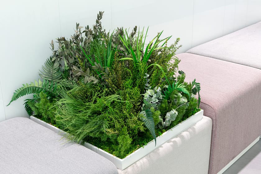 Piante stabilizzate CUSTOM PLANTERS By GREENAREA