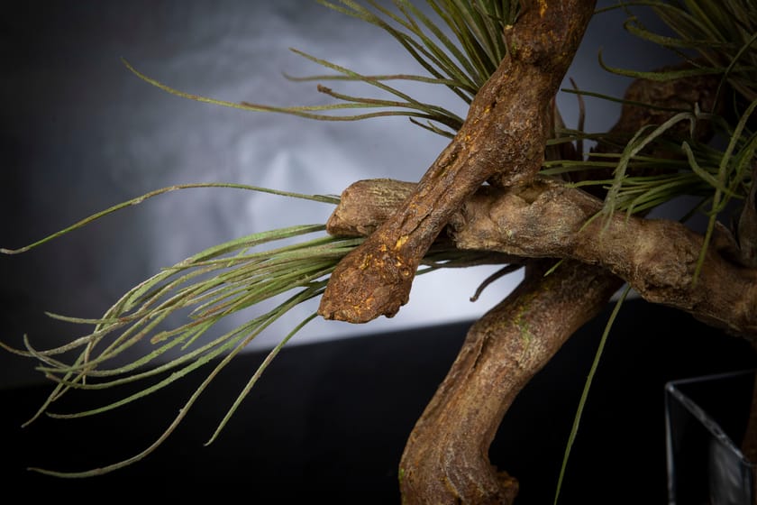 ETERNITY CUBE TRUNK VINE Floral composition with glass vase By VGnewtrend