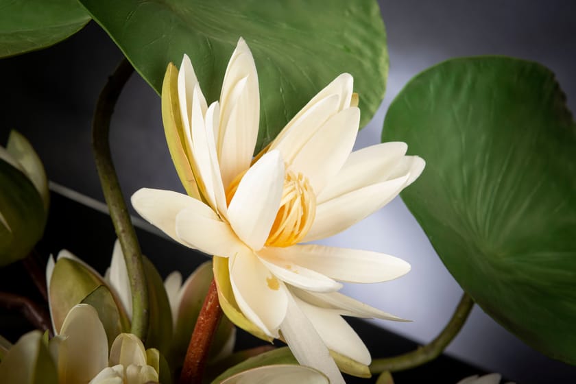 ETERNITY PLATE LOTUS FLOWERS Floral composition with glass vase By ...