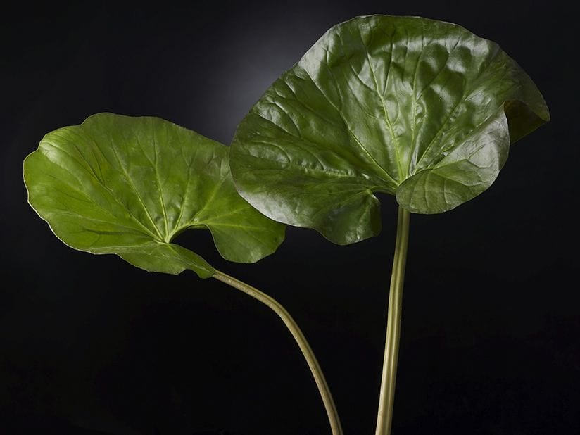 Plante artificielle en polyester PHILO LEAF By VGnewtrend