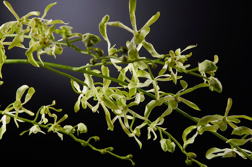 RAMO ORCHIDEA CAMBRIA Artificial plant By VGnewtrend