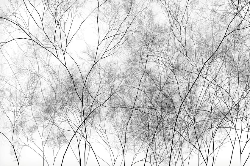 SILVA Wallpaper By GLAMORA