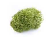 CEILING Acoustic Moss ceiling panels By Nordgröna