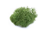 Acoustic Moss ceiling panels CEILING By Nordgröna