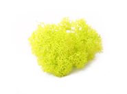 Acoustic Moss ceiling panels CEILING By Nordgröna