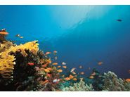 SCOTCHCAL™ 8150 CLEAR VIEW Window film By 3M Italia