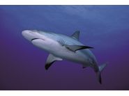 SCOTCHCAL™ 8150 CLEAR VIEW Window film By 3M Italia