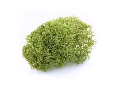 CEILING Acoustic Moss ceiling panels By Nordgröna