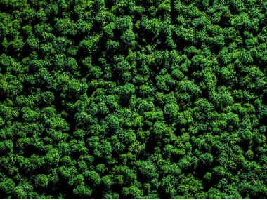 MOSS WALL EVERGREEN PREMIUM Moss Wall By Freund GmbH