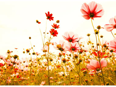 FLOWER MEADOW Papel pintado By Architects Paper