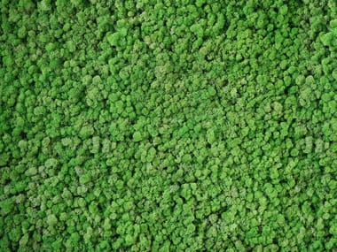 REAL MOSS Wallpaper By Architects Paper