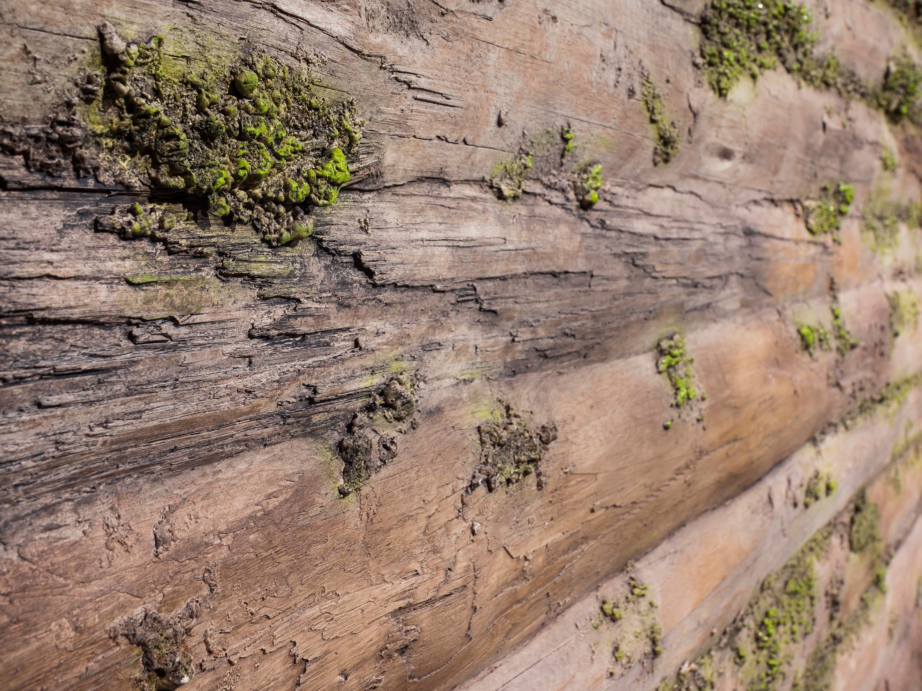 Glass-fibre 3D Wall Cladding BAOBAB MOSS By Artstone Panel Systems