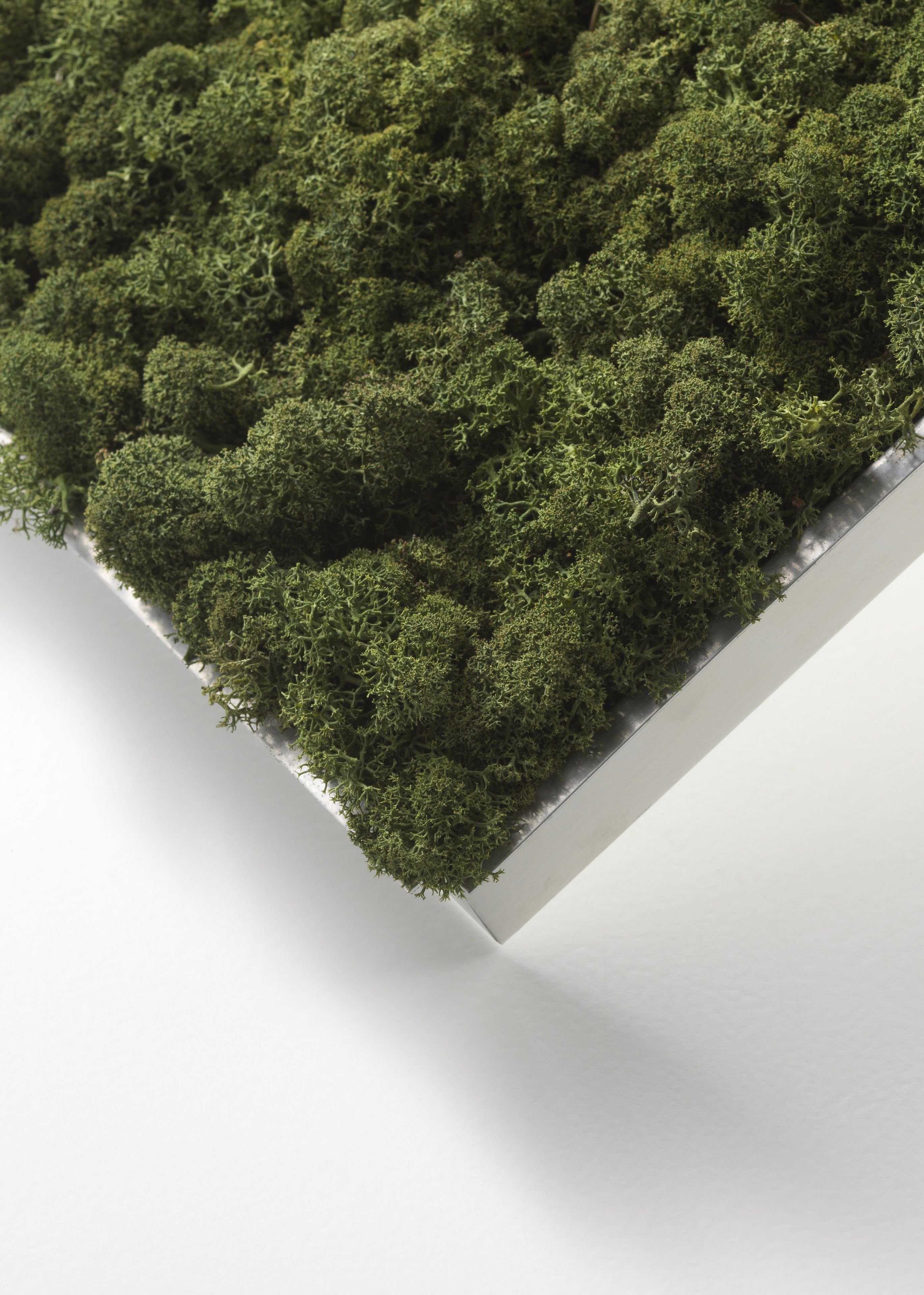 Acoustic Moss ceiling panels CEILING By Nordgröna