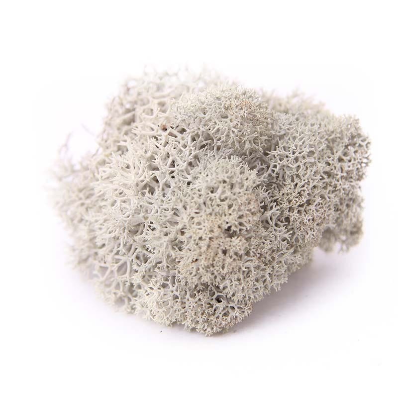 Acoustic Moss ceiling panels CEILING By Nordgröna